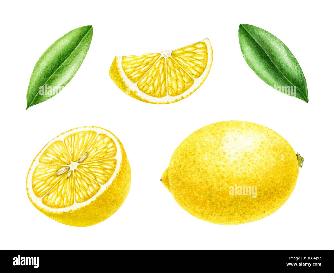 Watercolor lemon clipart isolated on white background. Hand painted ...