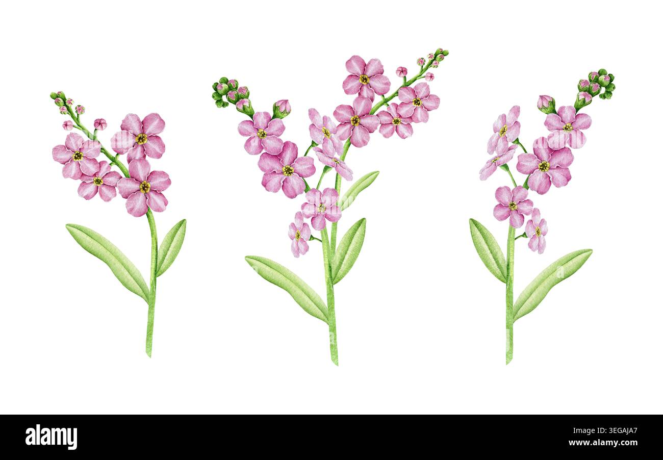 Forget-me-not flower botanical clipart set with pink blooms and green ...