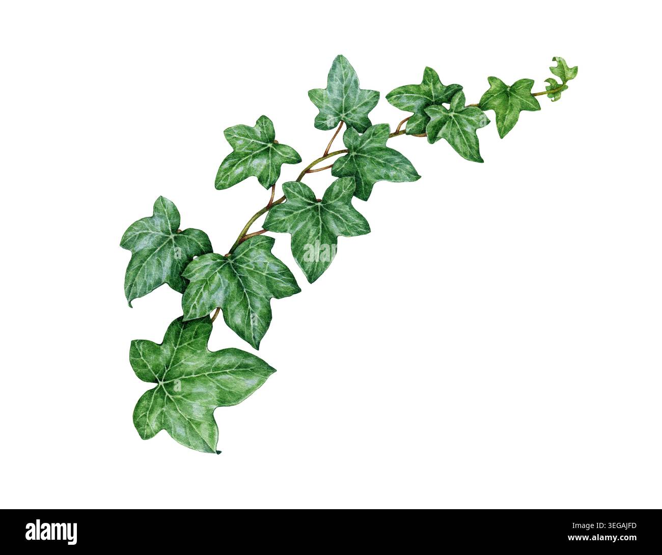 Ivy branch clipart with green climbing leaves isolated on background ...