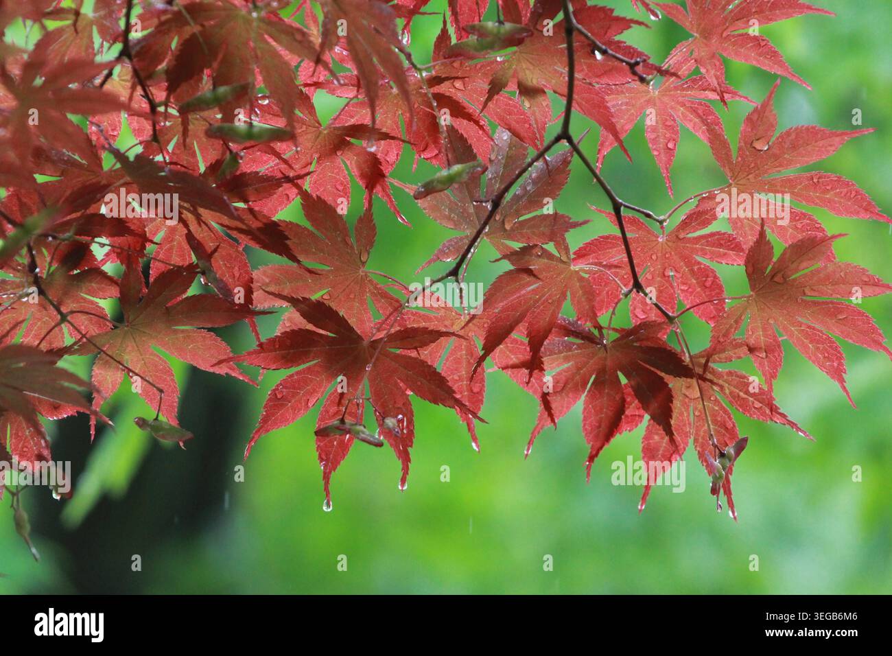 Raindrops cling to maple leaves after a summer shower in Nantong, east ...