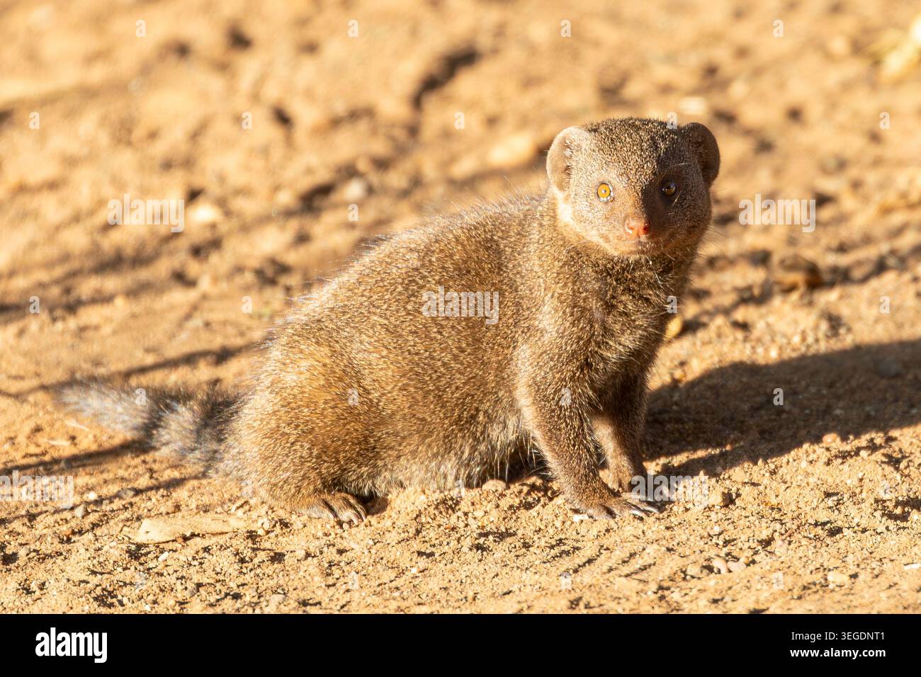 Common Dwarf Mongoose (Helogale parvula) at dawn, Limpopo, Kruger ...