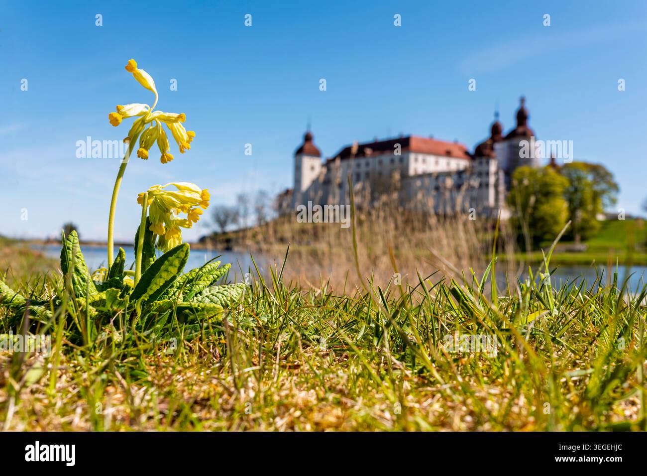 Yellow cowslip flowers in the foreground with Läckö Castle blurred in ...