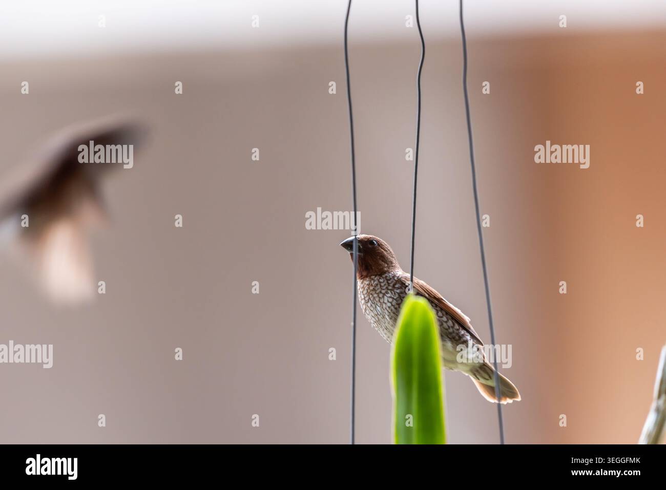 Scalybreastedmunia hi-res stock photography and images - Alamy
