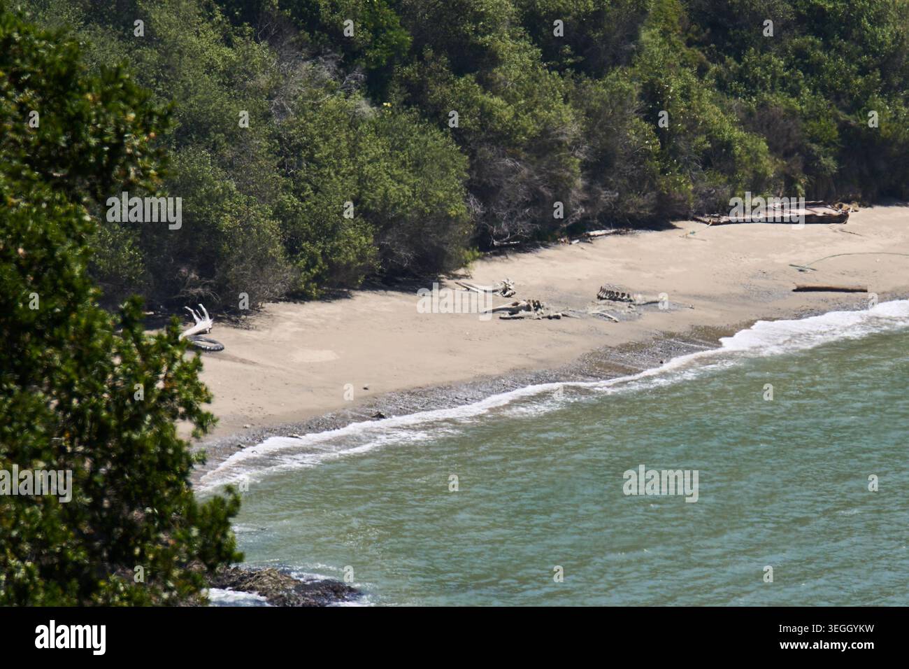Whale carcasses lie on a beach on Angel Island in San Francisco Bay ...