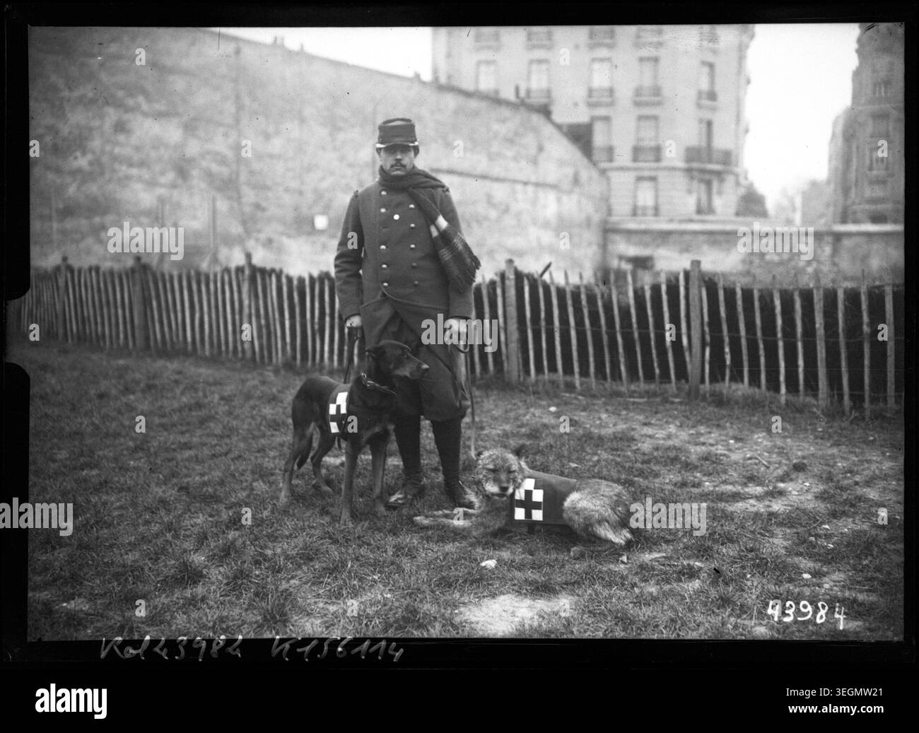 World war i canine medical aid france hi-res stock photography and ...