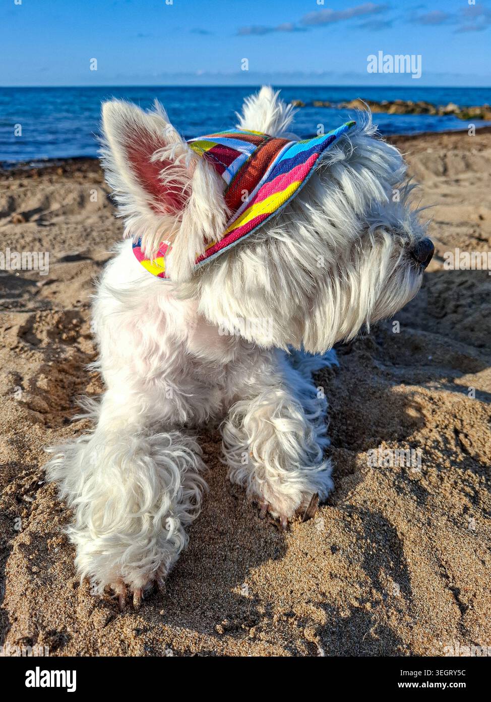 A West Highland White Terrier is lying on the sandy beach by the sea ...