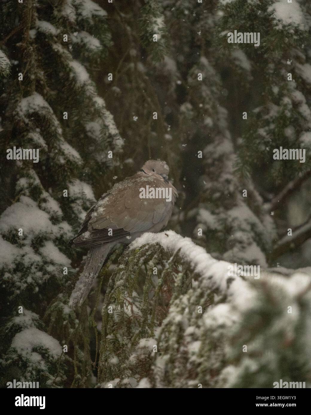 A serene capture of a dove or similar bird hunkered down on a snow ...