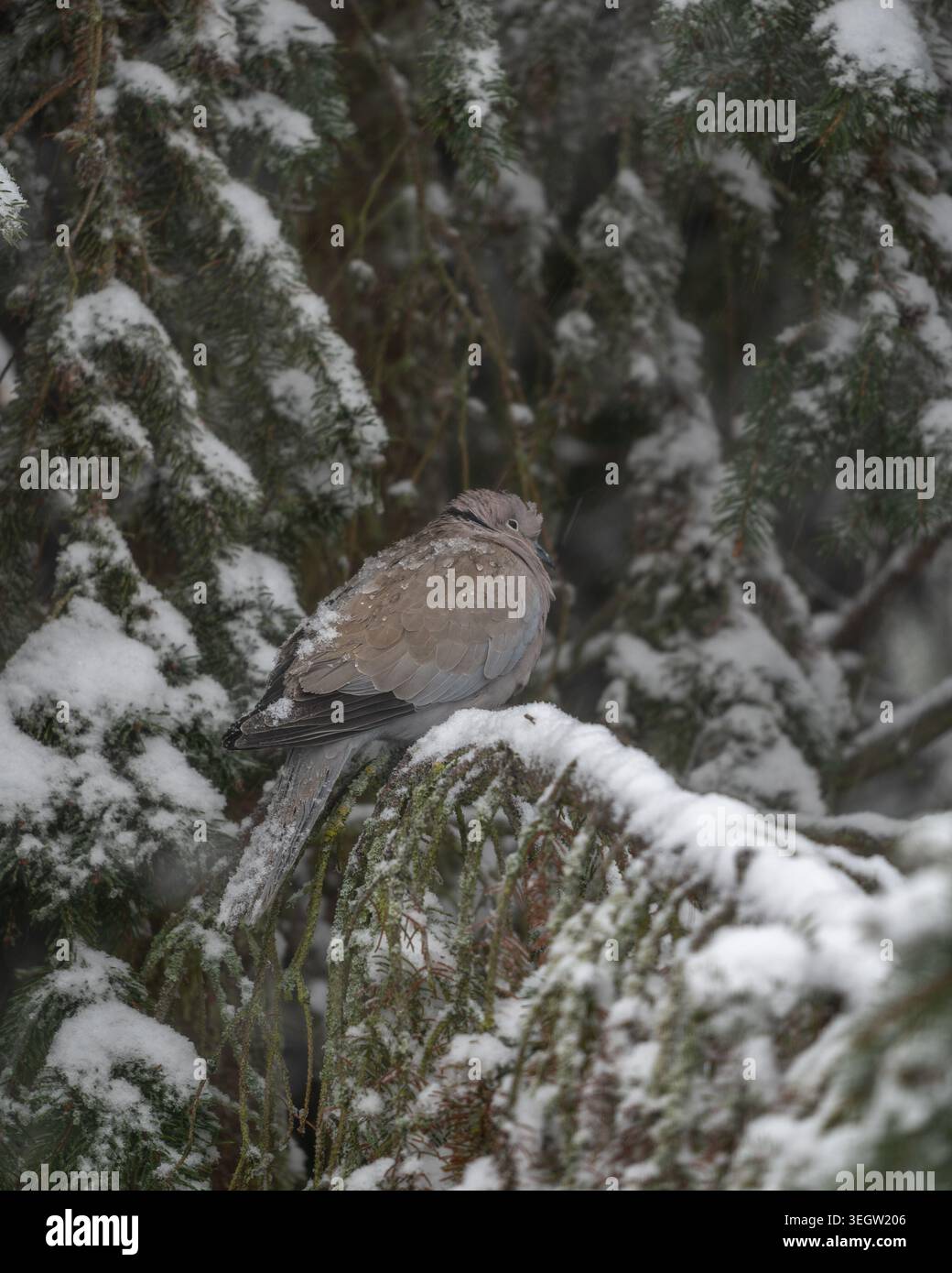 A serene capture of a dove or similar bird hunkered down on a snow ...