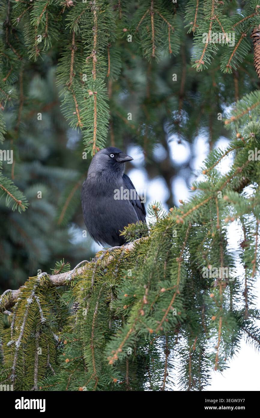 A captivating close-up of a clever Jackdaw, featuring its distinctive ...