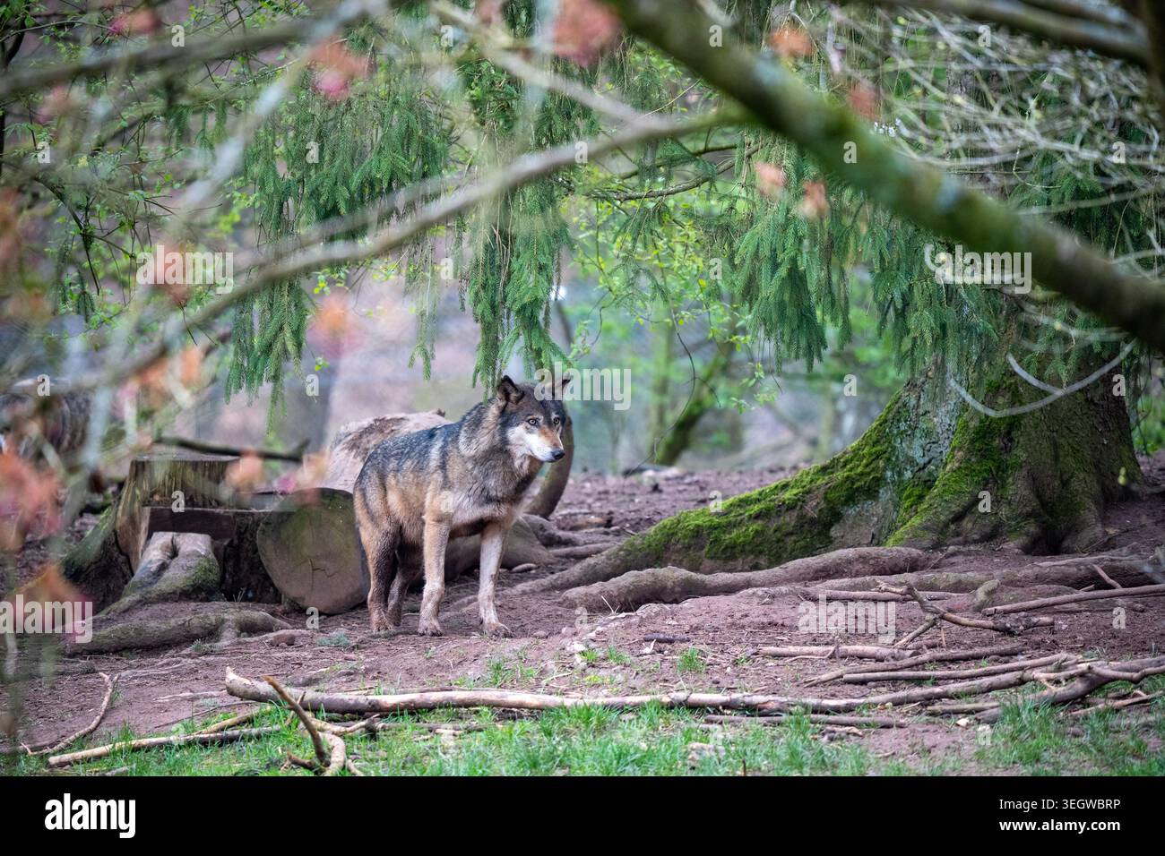 A striking image of a vigilant grey wolf standing composedly within its ...