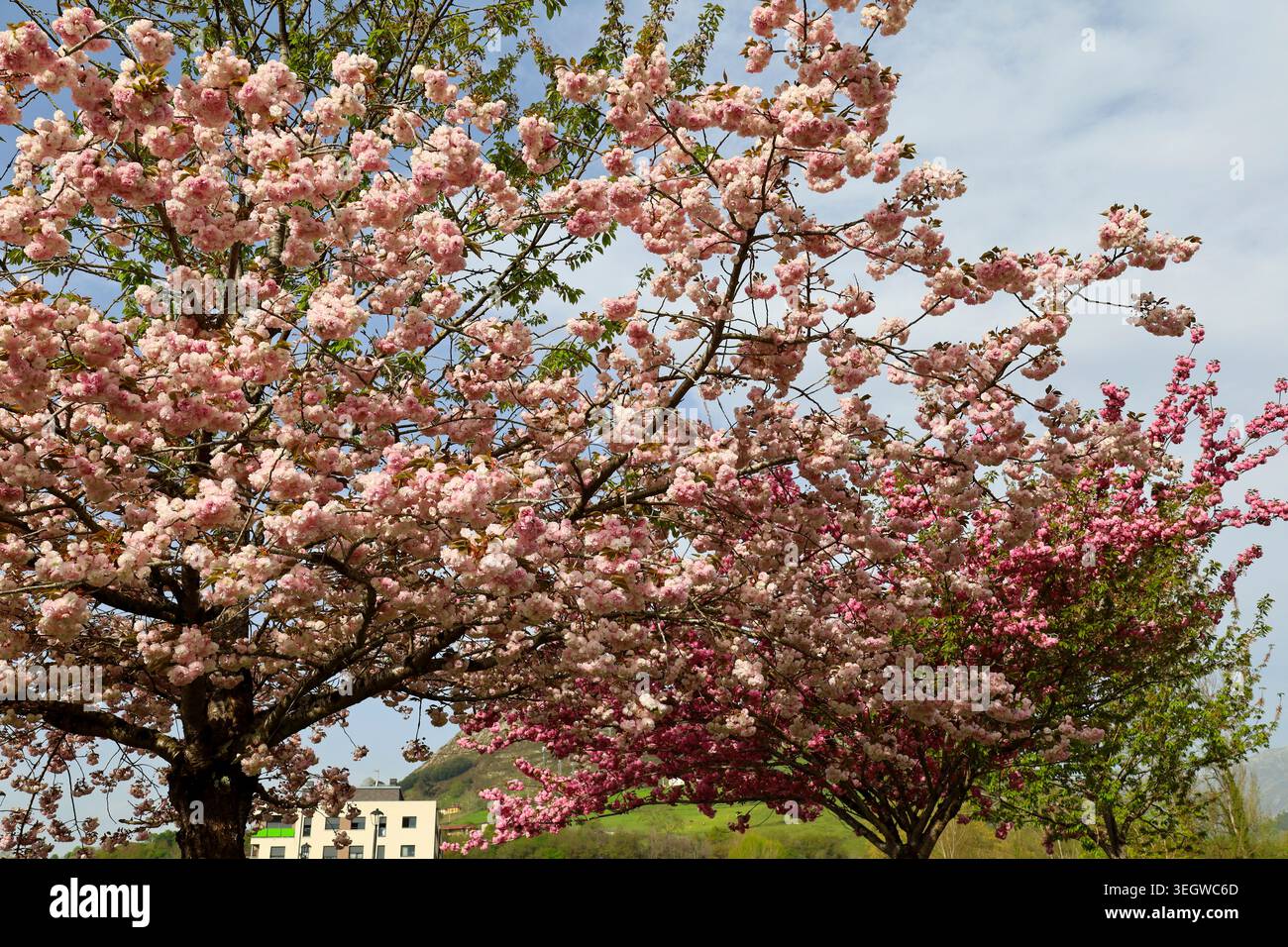 Prunus Serrulata tree in bloom under the sun Stock Photo - Alamy