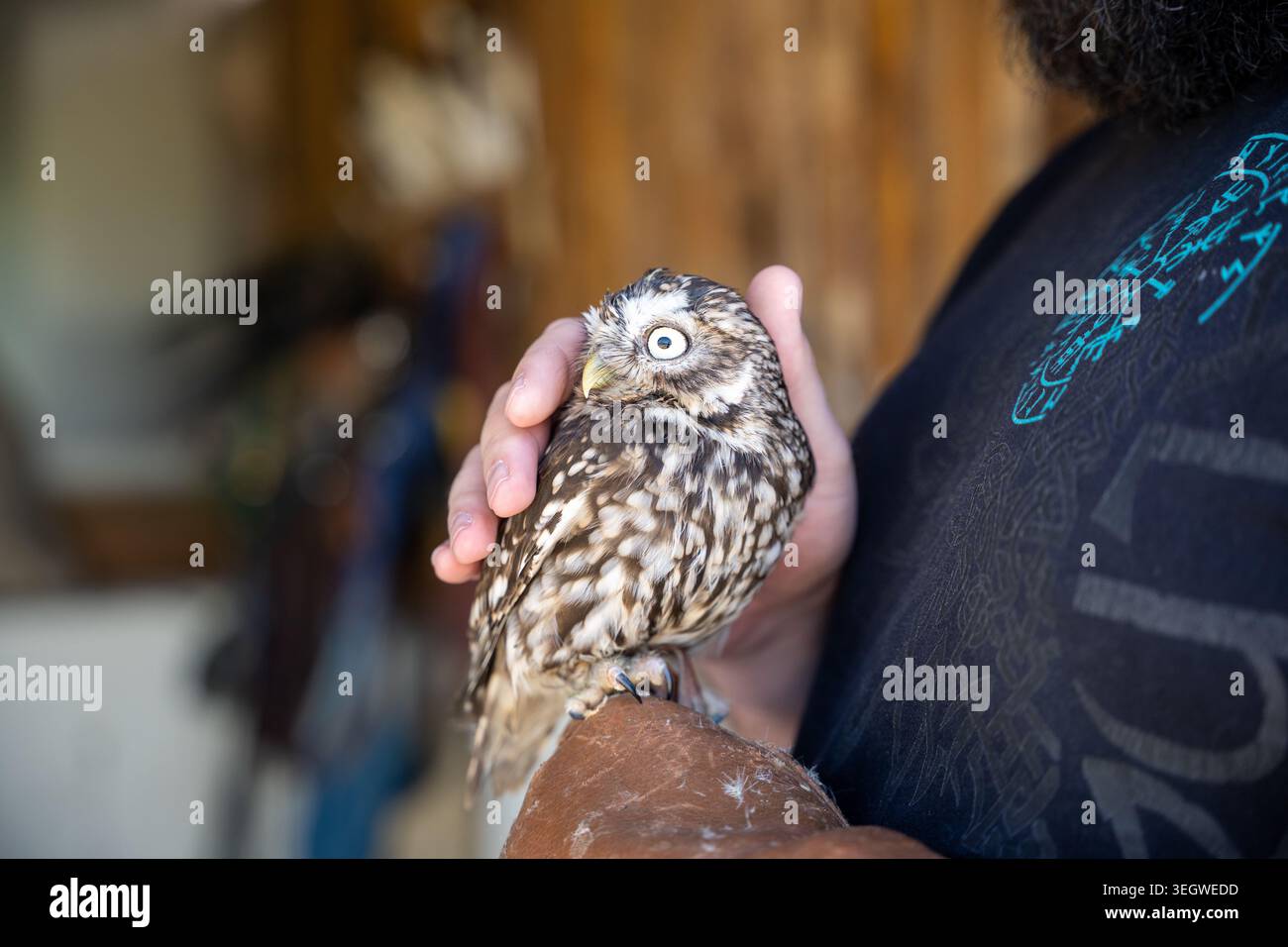 Discover the captivating charm of a Little Owl (Athene noctua) in this ...