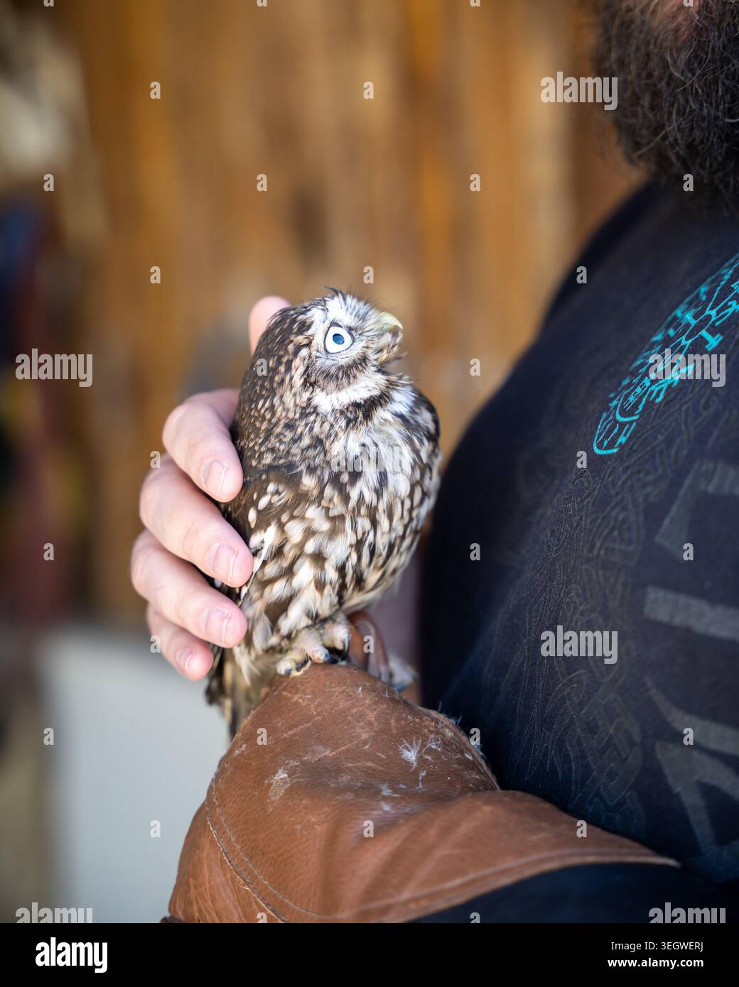 Discover the captivating charm of a Little Owl (Athene noctua) in this ...