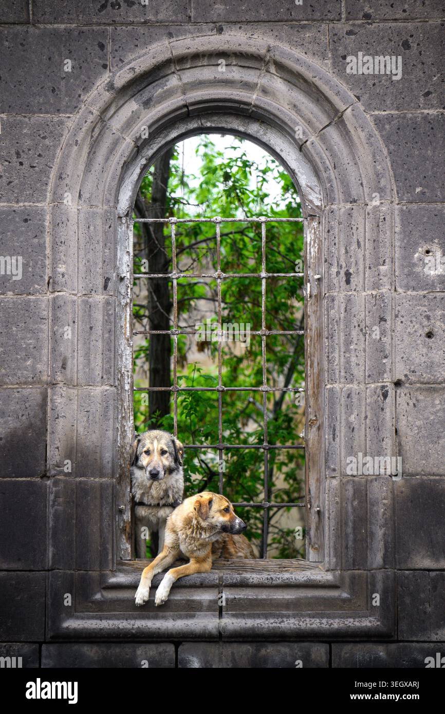 Two dogs rest on stone windowsill. One dog looks through old iron bars ...