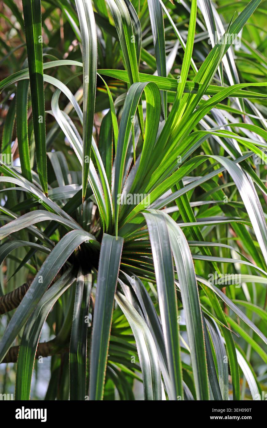 Pandanus Palm, Pandanus microcarpus, Pandanaceae. Mauritius, Indian ...
