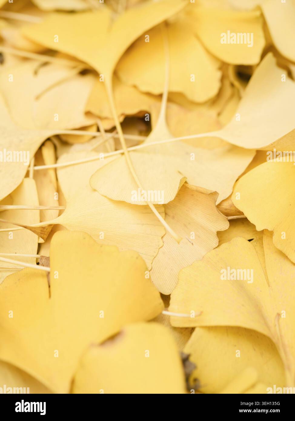 Close-up of fallen ginkgo leaves in autumn Stock Photo - Alamy