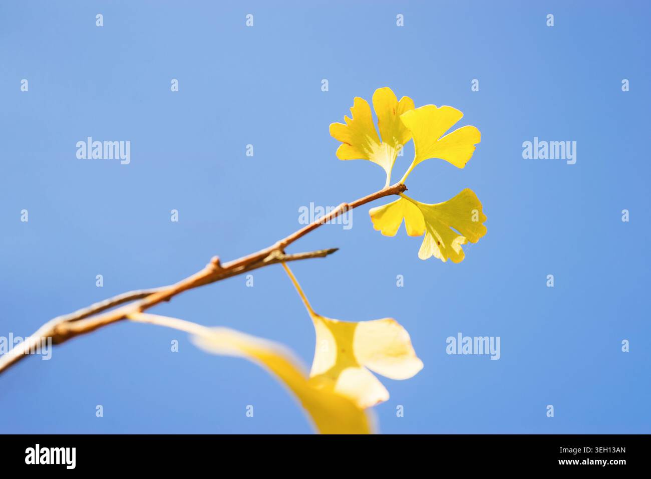 Ginkgo Biloba Leaves Turning Yellow in Autumn Against a Blue Sky Stock ...