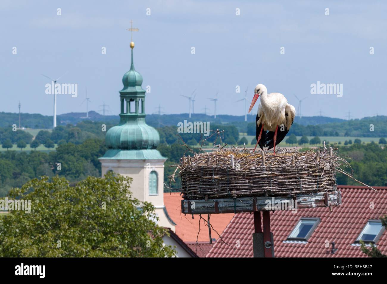PRODUCTION - 22 May 2026, Saxony, Panschwitz-Kuckau: A stork with young ...