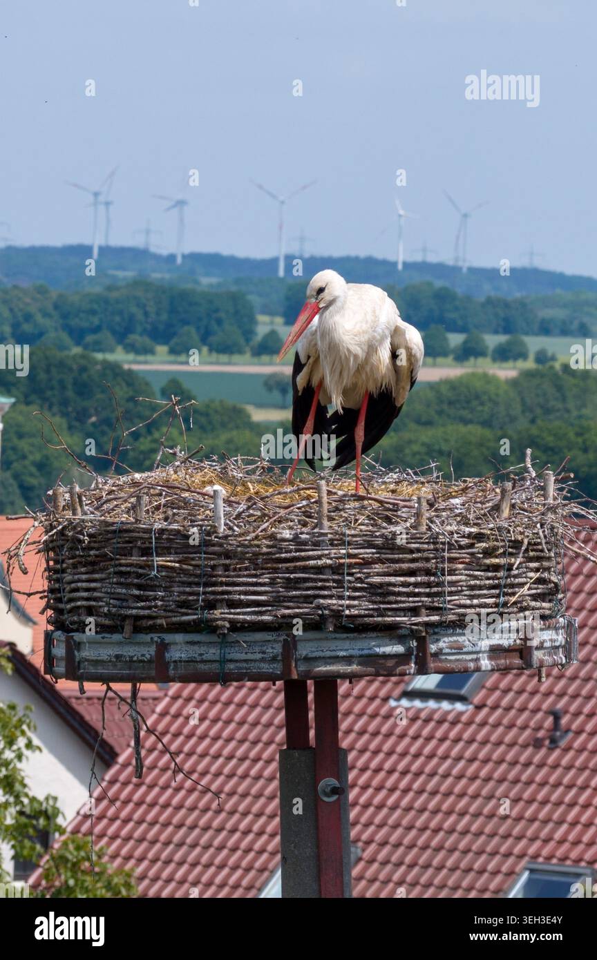 PRODUCTION - 22 May 2026, Saxony, Panschwitz-Kuckau: A stork with young ...