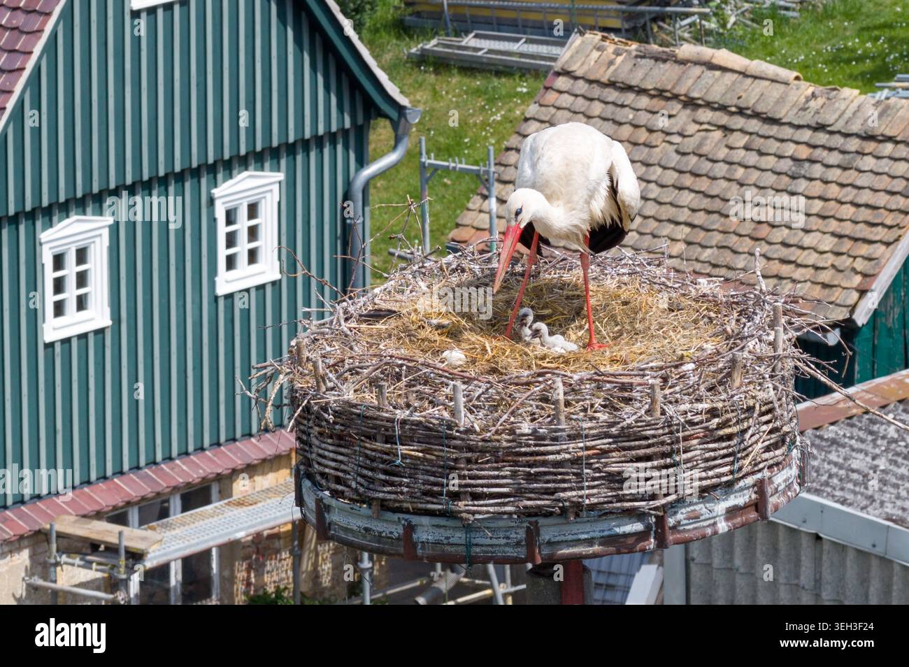 PRODUCTION - 22 May 2026, Saxony, Panschwitz-Kuckau: A stork with young ...
