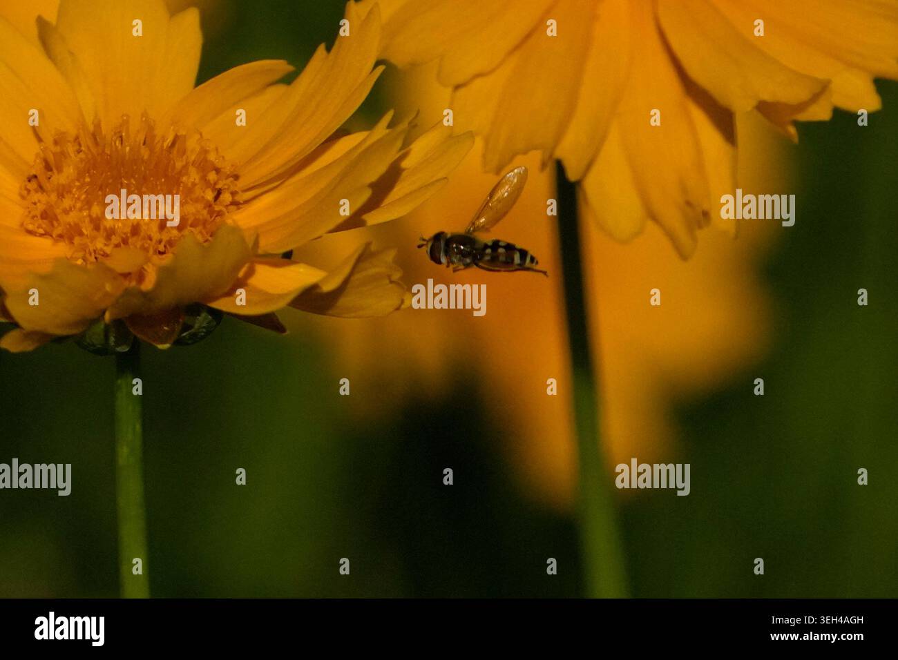 A bee approaches a flower at the National Botanical Garden of Iran in ...