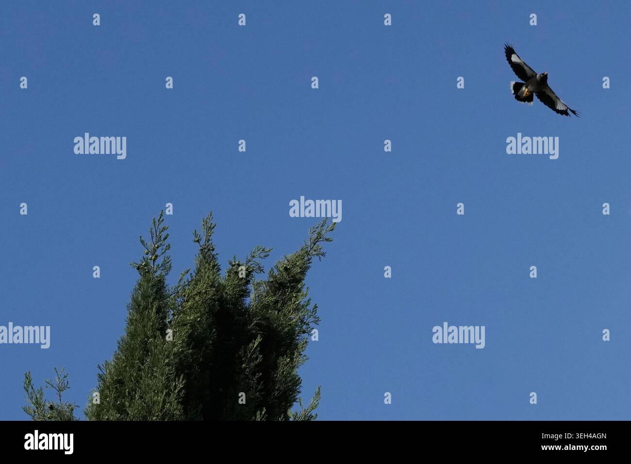 A crow flies over a tree at the National Botanical Garden of Iran in ...