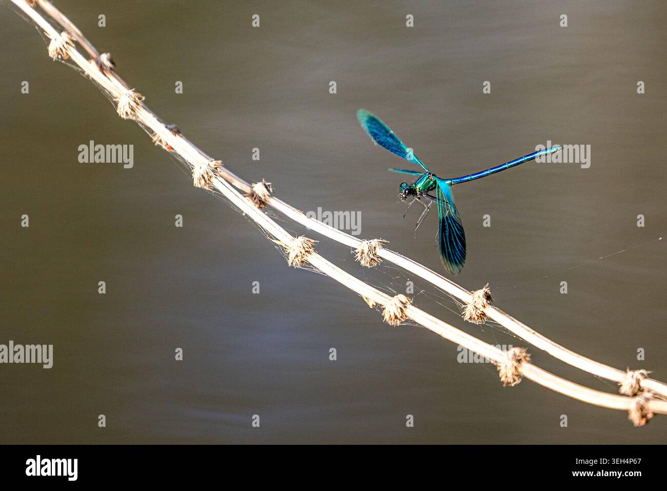 22 May 2026, Brandenburg, Burg (Spreewald): A blue damselfly flies ...