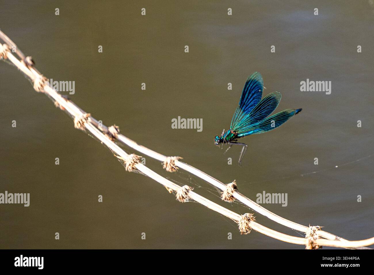 22 May 2026, Brandenburg, Burg (Spreewald): A blue damselfly flies ...