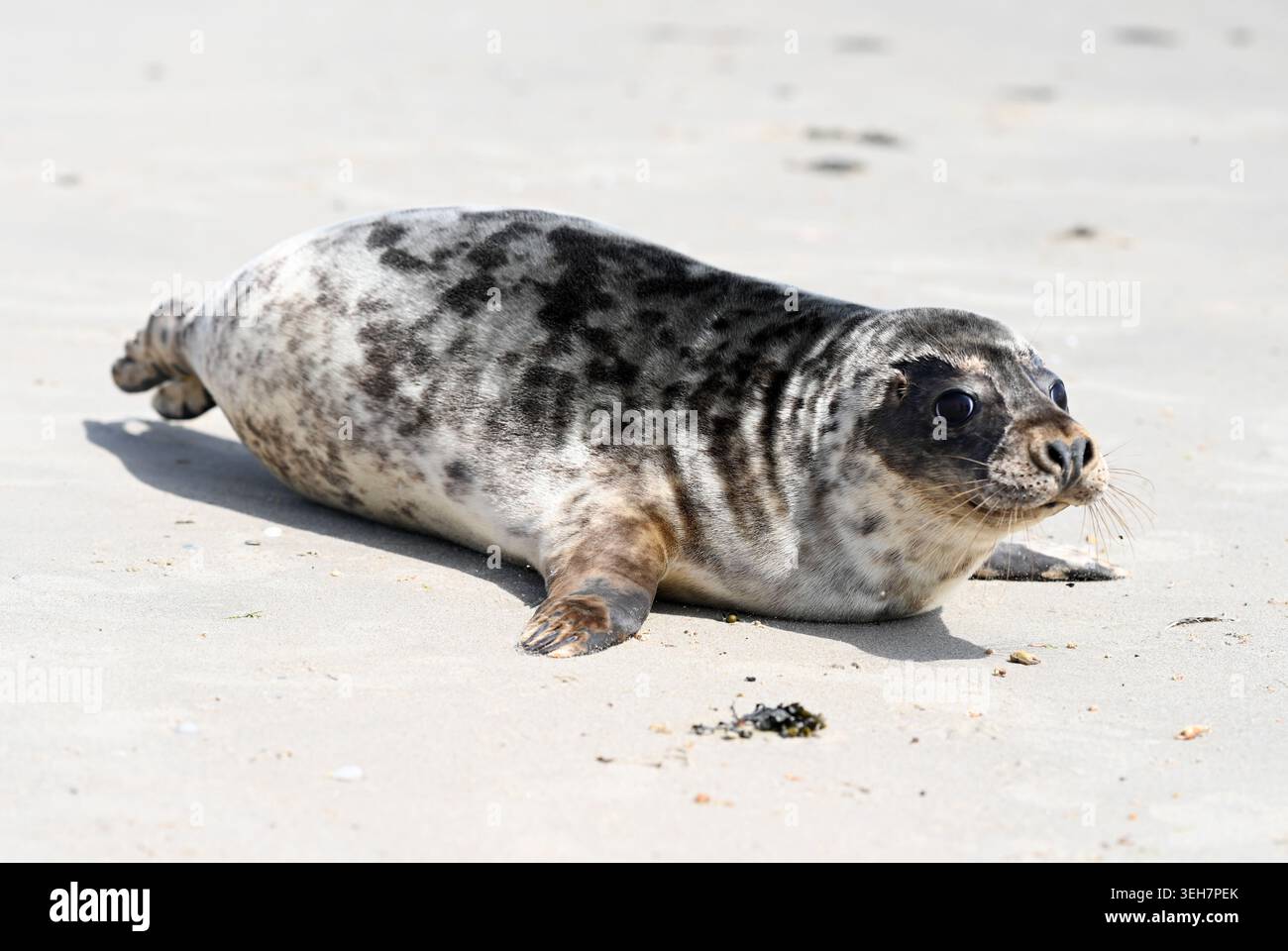 23 May 2026, Lower Saxony, Norden: A gray seal on its way into the ...