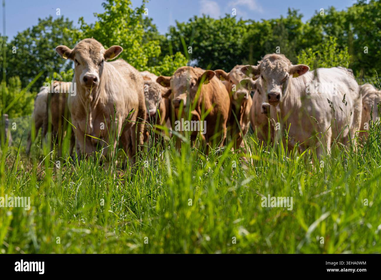 Kühe auf einer Weide bei Gerswalde Landkreis Uckermark. *** Cows on a ...