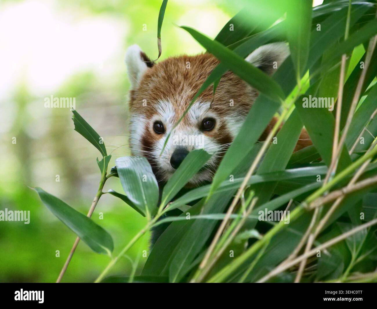 Tiere im Zoo Krefeld im Bundesland NRW in Deutschland. Roter Baumpanda ...