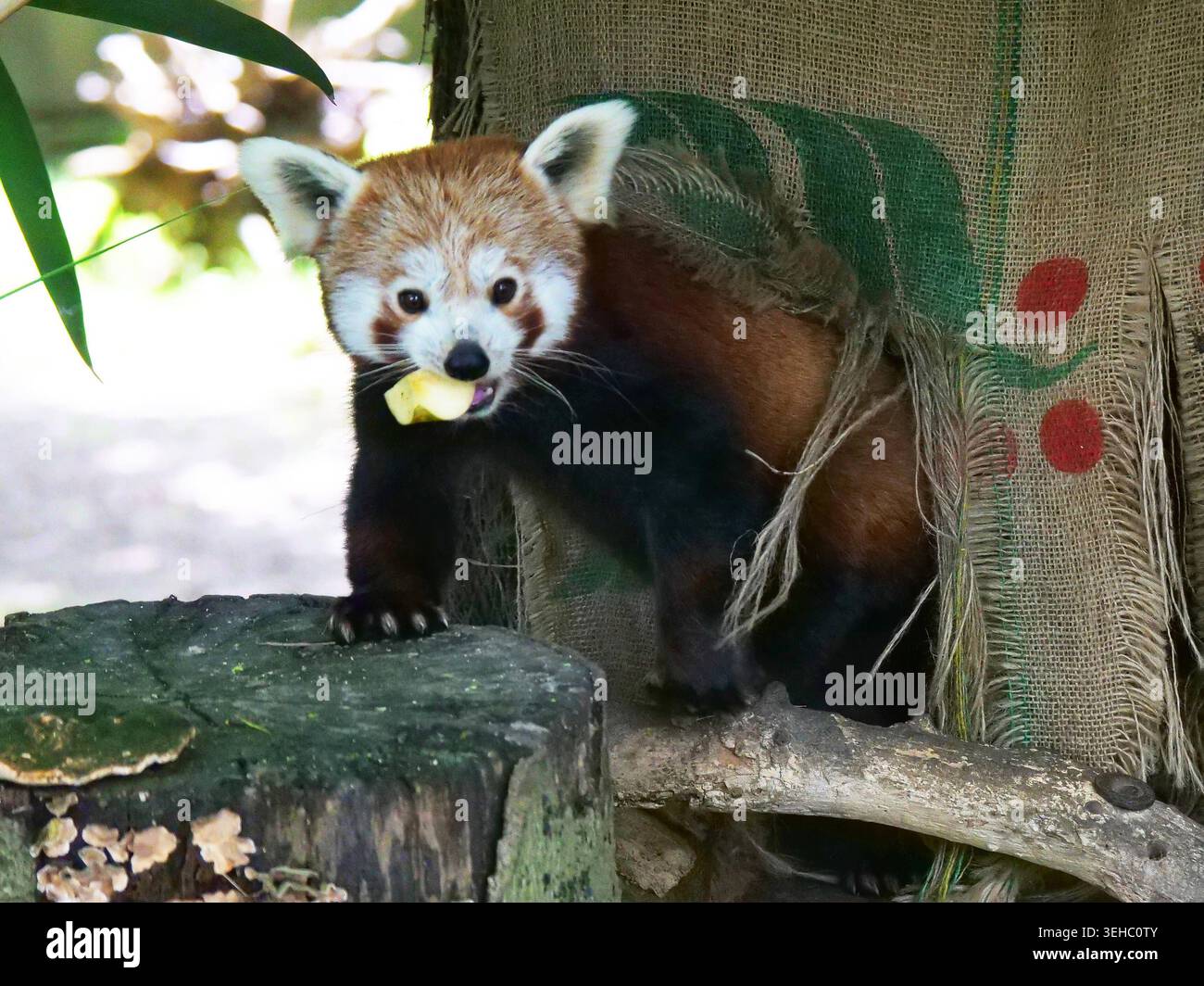 Tiere im Zoo Krefeld im Bundesland NRW in Deutschland. Roter Baumpanda ...