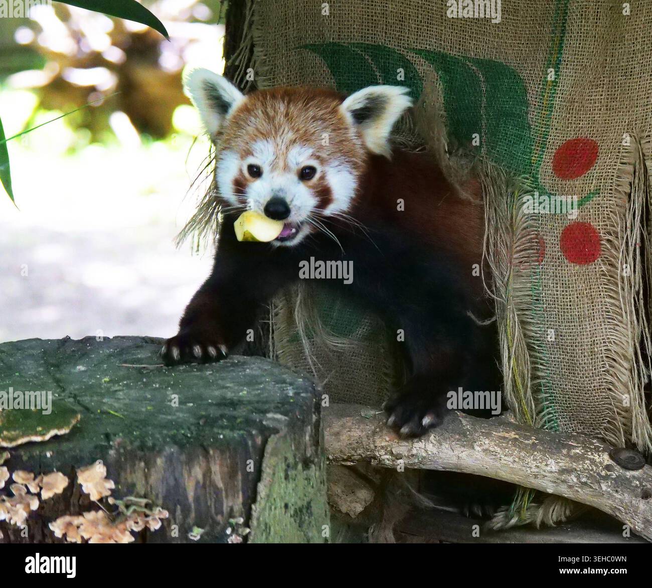 Tiere im Zoo Krefeld im Bundesland NRW in Deutschland. Roter Baumpanda ...