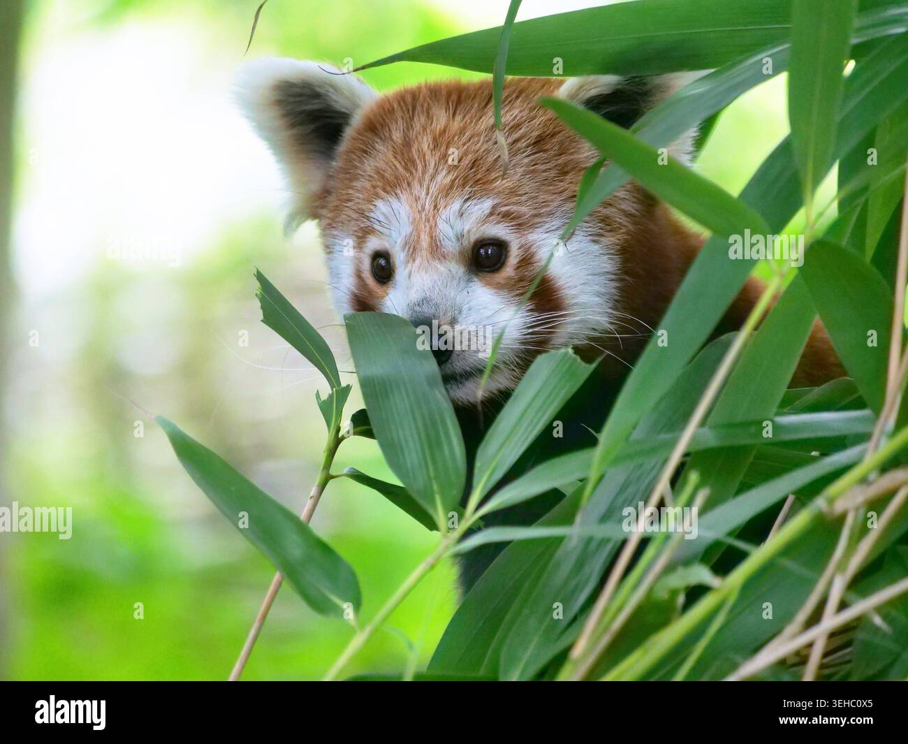 Tiere im Zoo Krefeld im Bundesland NRW in Deutschland. Roter Baumpanda ...