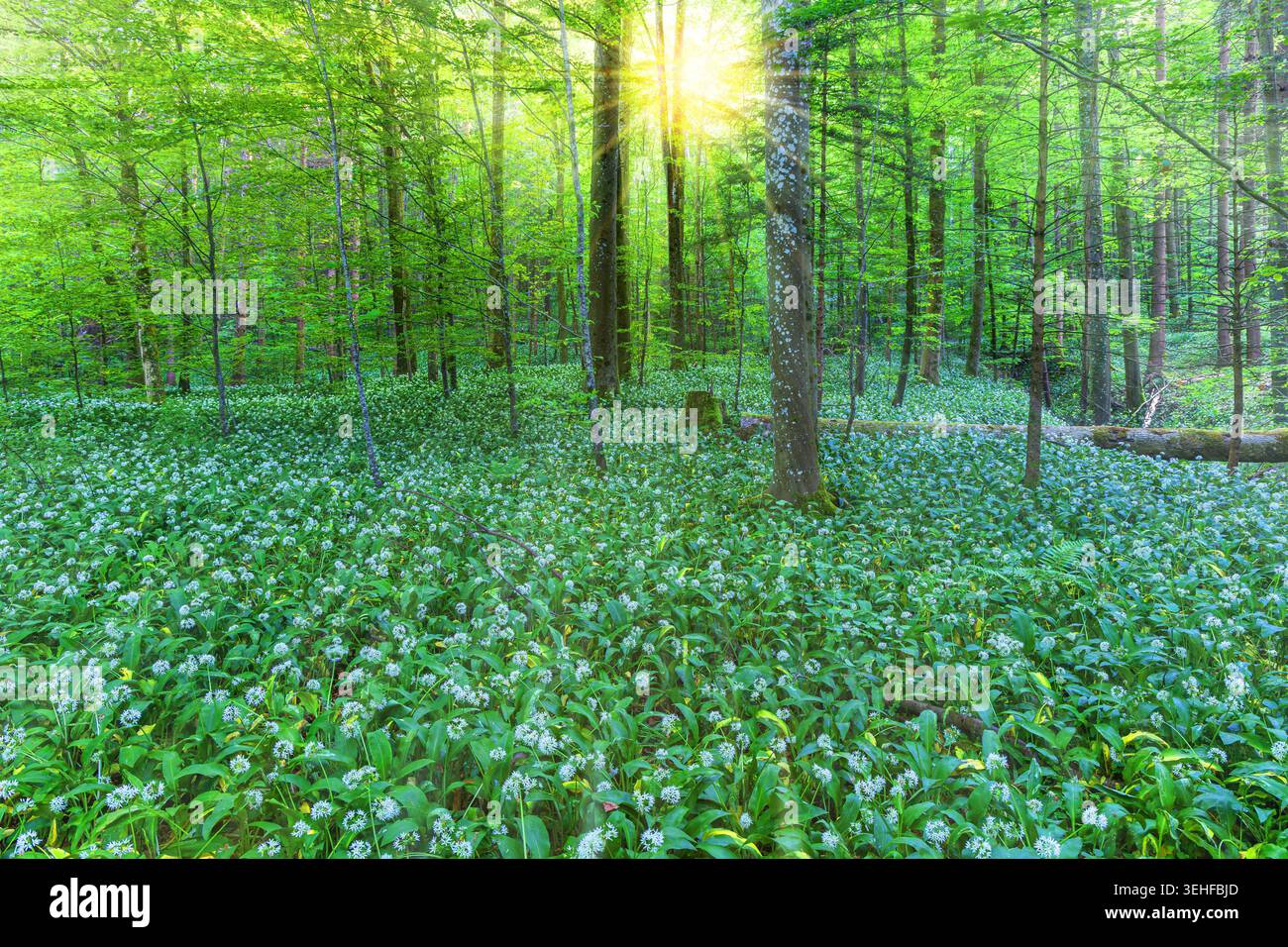 Afternoon sun shines through the forest full of flowering wild bear ...