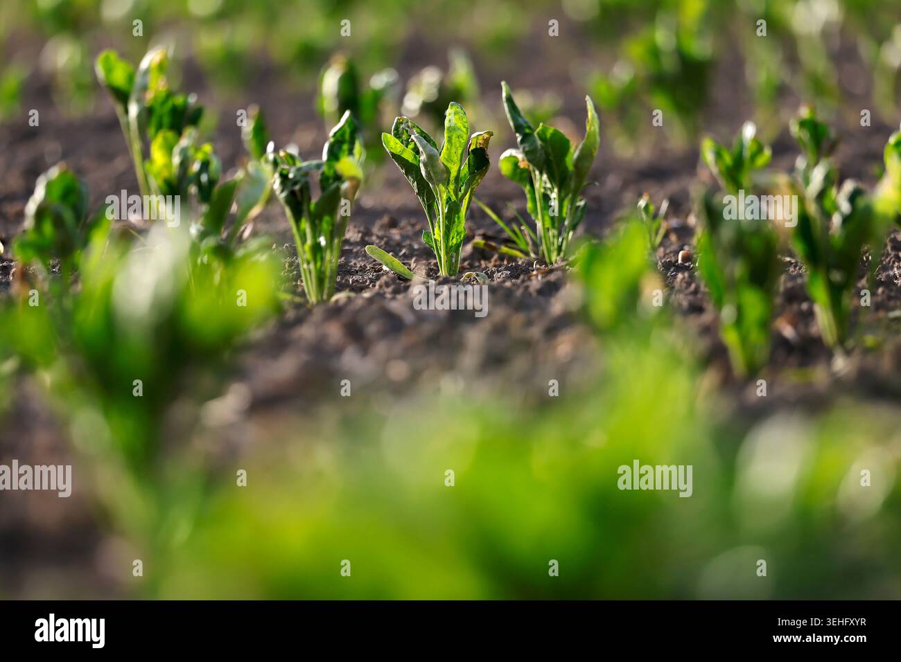 In May, sugar beets are still young plants growing in uniform rows in ...