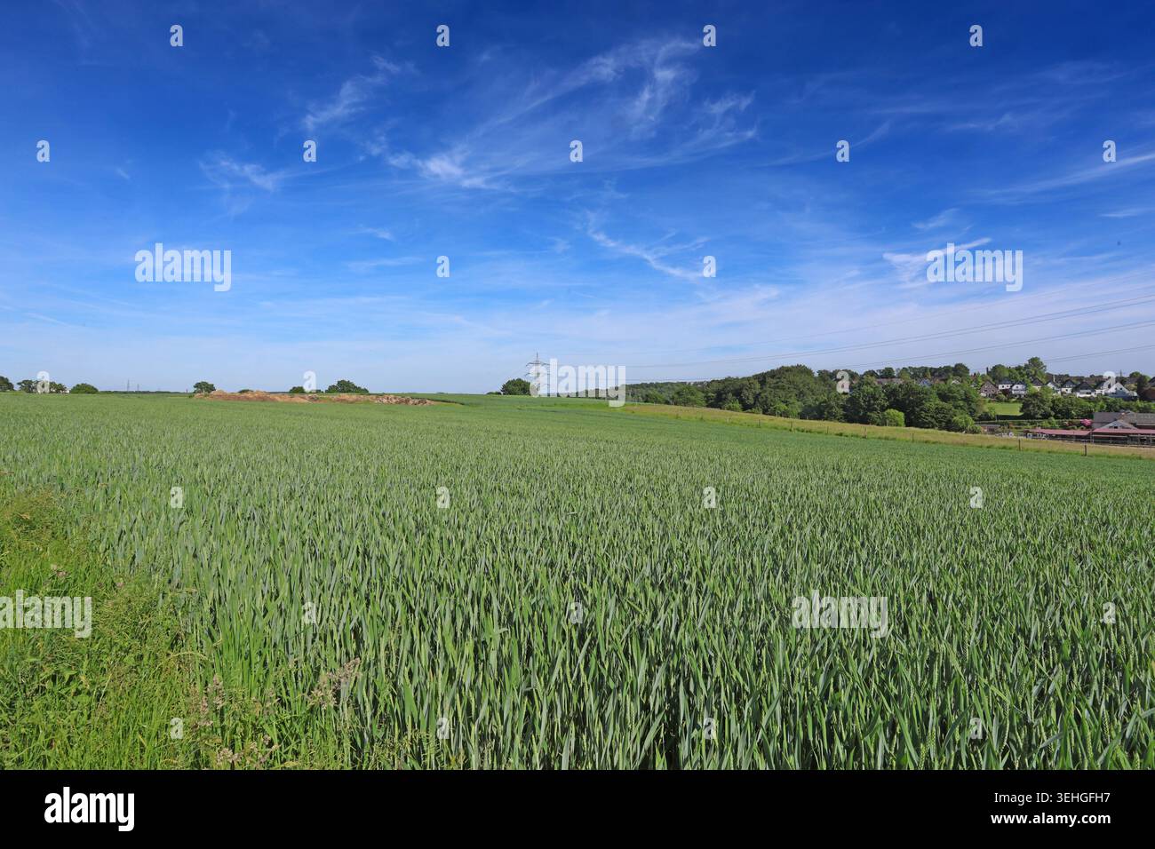 Landwirtschaft im Ruhrgebiet Reifer Weizen auf Feldern im Reifeprozess ...