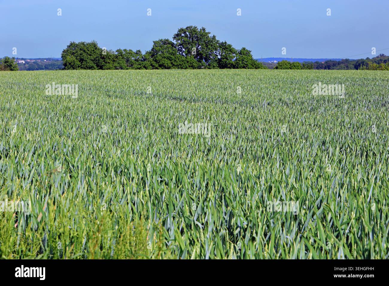 Landwirtschaft im Ruhrgebiet Reifer Weizen auf Feldern im Reifeprozess ...