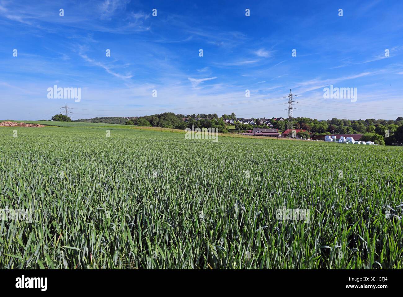 Landwirtschaft im Ruhrgebiet Reifer Weizen auf Feldern im Reifeprozess ...