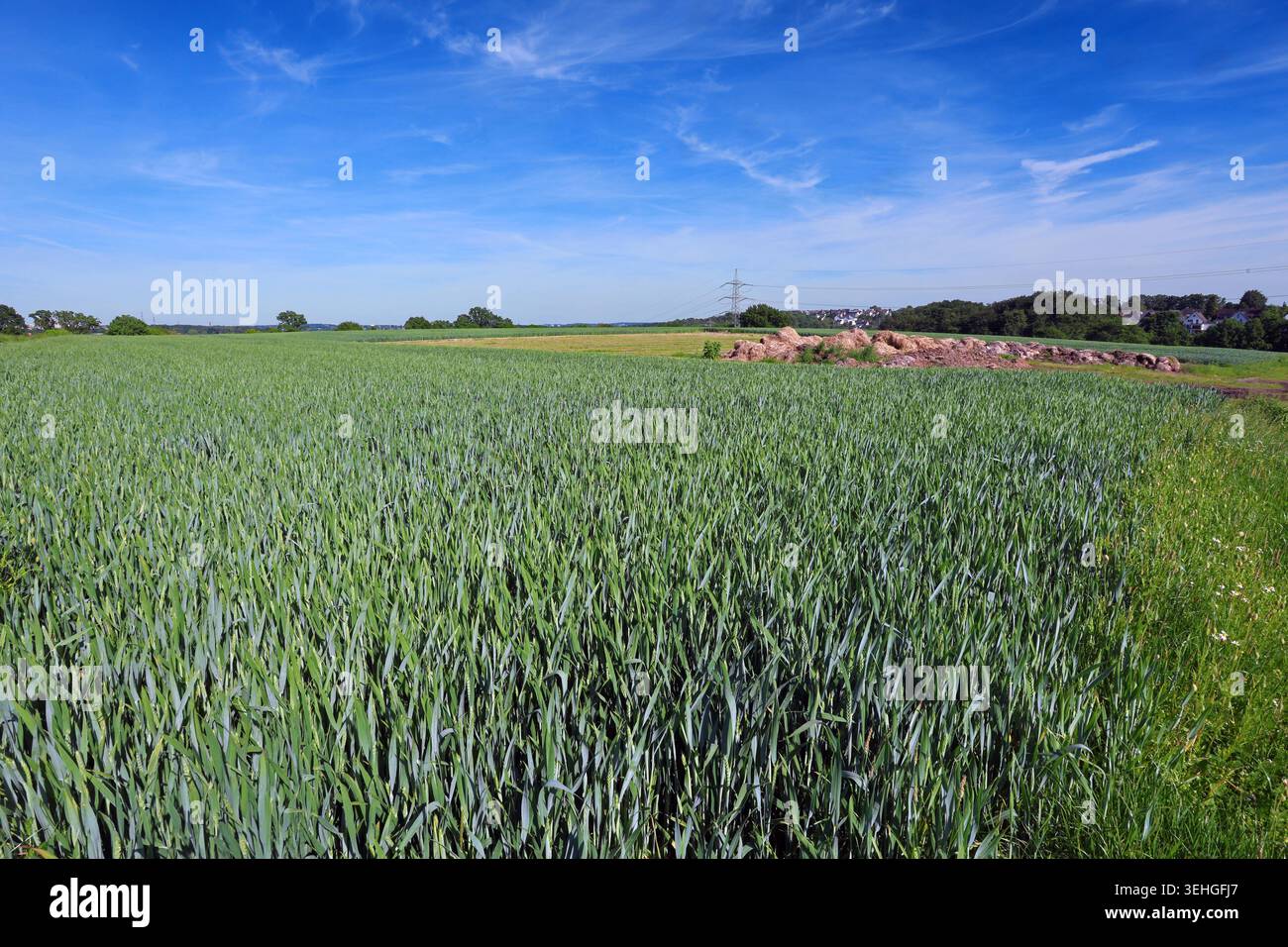 Landwirtschaft im Ruhrgebiet Reifer Weizen auf Feldern im Reifeprozess ...