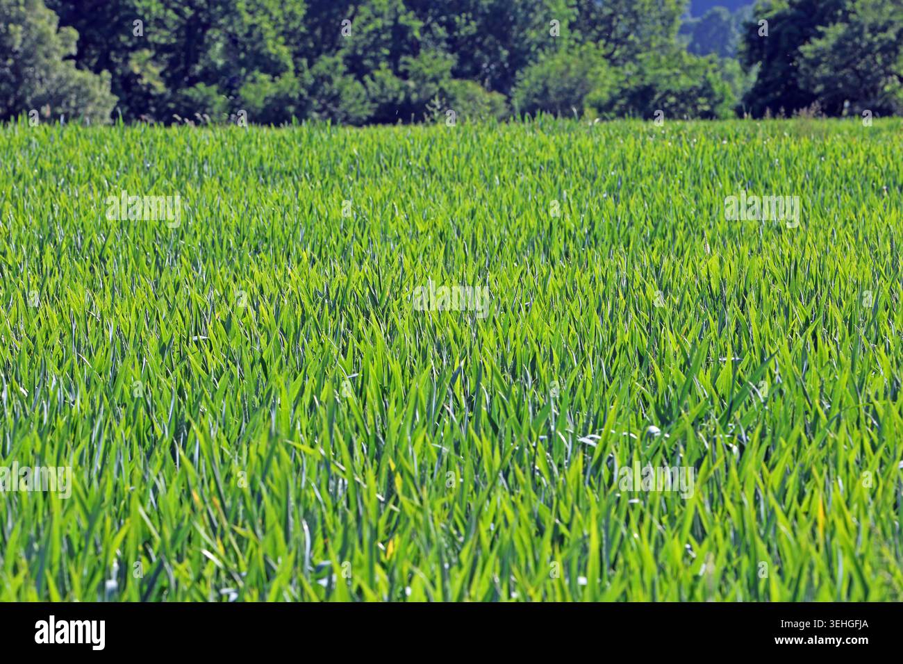 Landwirtschaft im Ruhrgebiet Reifer Weizen auf Feldern im Reifeprozess ...
