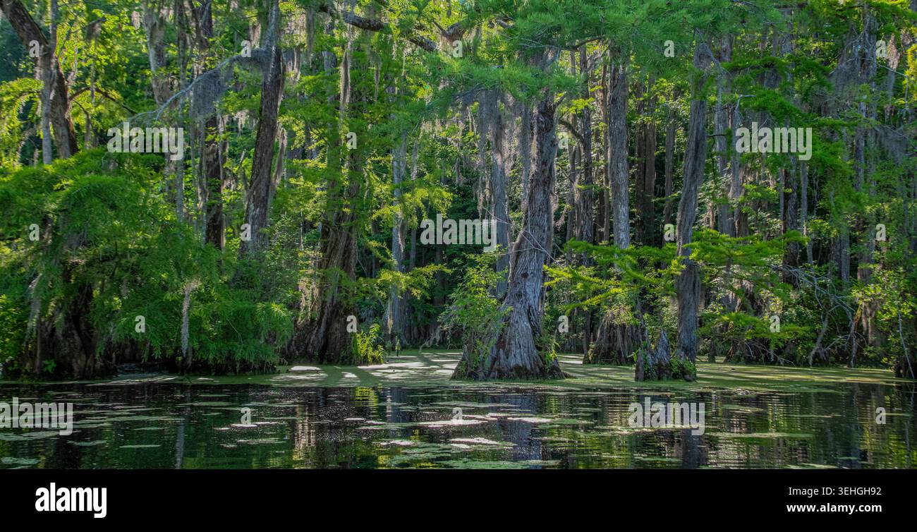 Minute duckweed hi-res stock photography and images - Alamy