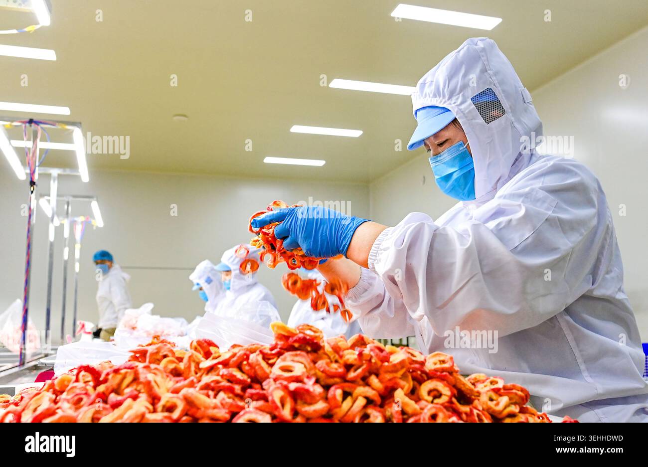 XING'AN LEAGUE, CHINA - MAY 22, 2026 - The employees of Kewei Food Co ...