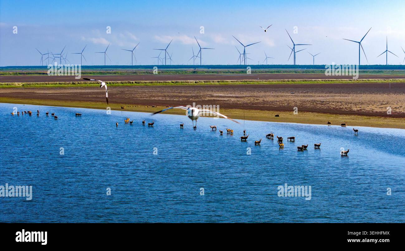 Migratory birds fly freely and milu deer roam leisurely in Dongtai ...