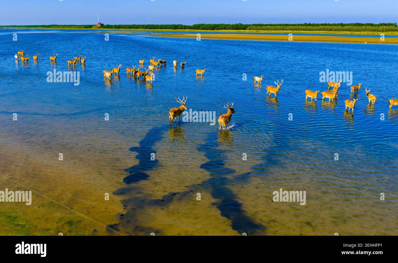 Migratory birds fly freely and milu deer roam leisurely in Dongtai ...