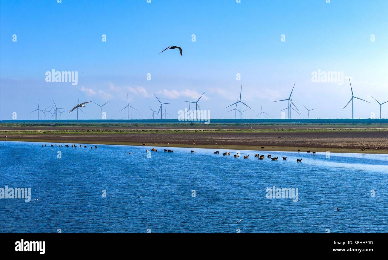 Migratory birds fly freely and milu deer roam leisurely in Dongtai ...