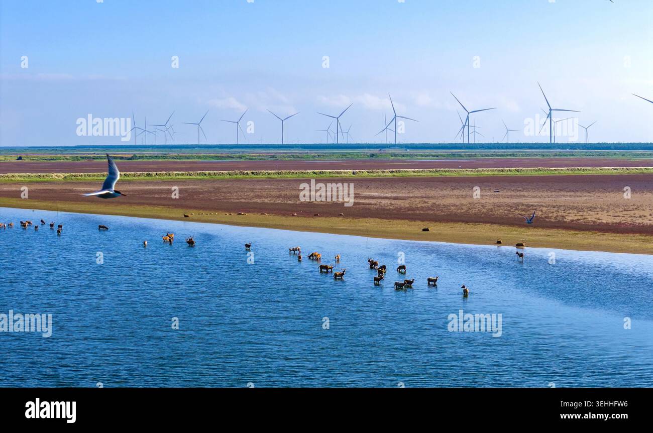 Migratory birds fly freely and milu deer roam leisurely in Dongtai ...