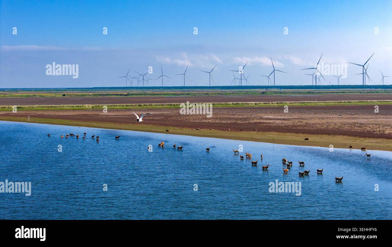 Migratory birds fly freely and milu deer roam leisurely in Dongtai ...