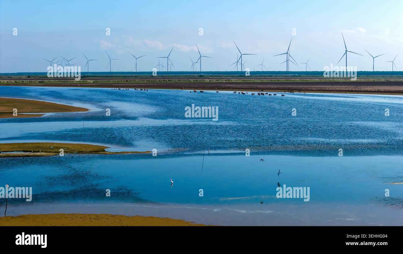 Migratory birds fly freely and milu deer roam leisurely in Dongtai ...