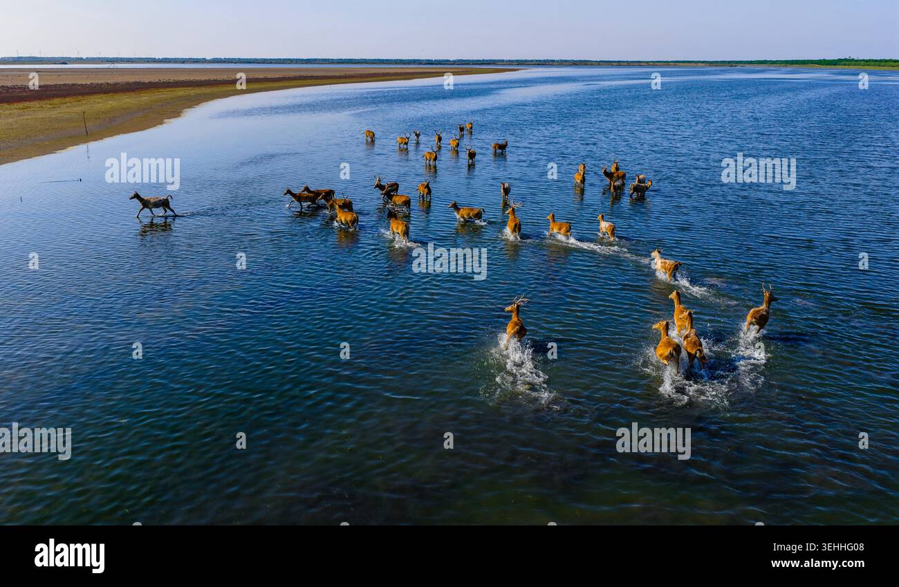 Migratory birds fly freely and milu deer roam leisurely in Dongtai ...